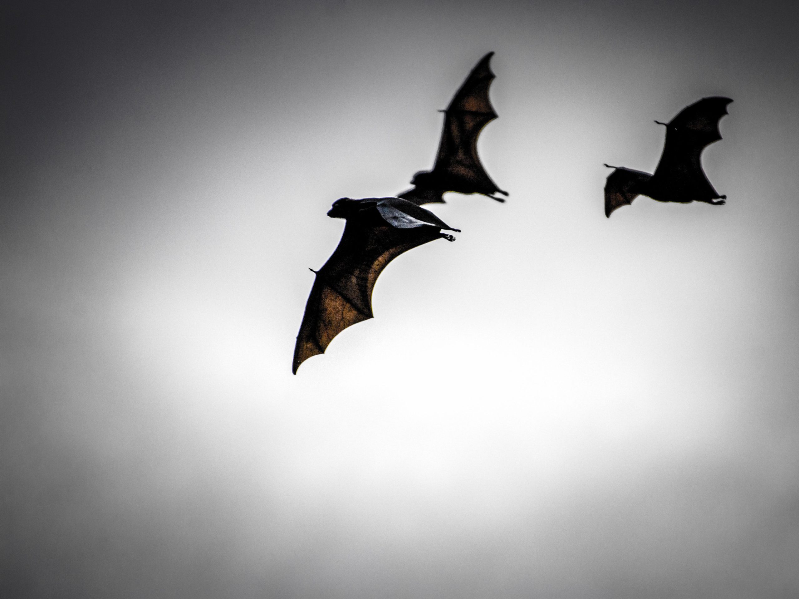 How do we halt the next pandemic? Be kind to critters like bats, says a ...